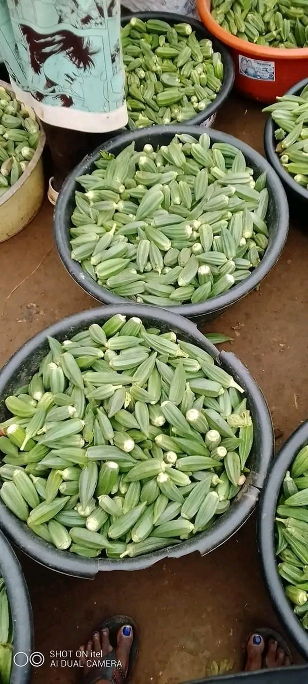 Unlock the Power of Okra: Benefits, Uses, and Nutritional Value ...