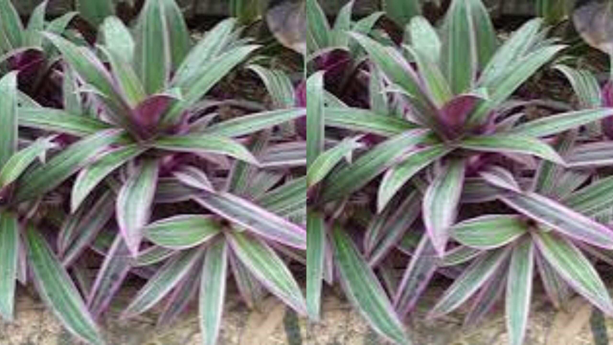 Benefits and uses of oyster plants - Welcome to Oluwakemicrafts